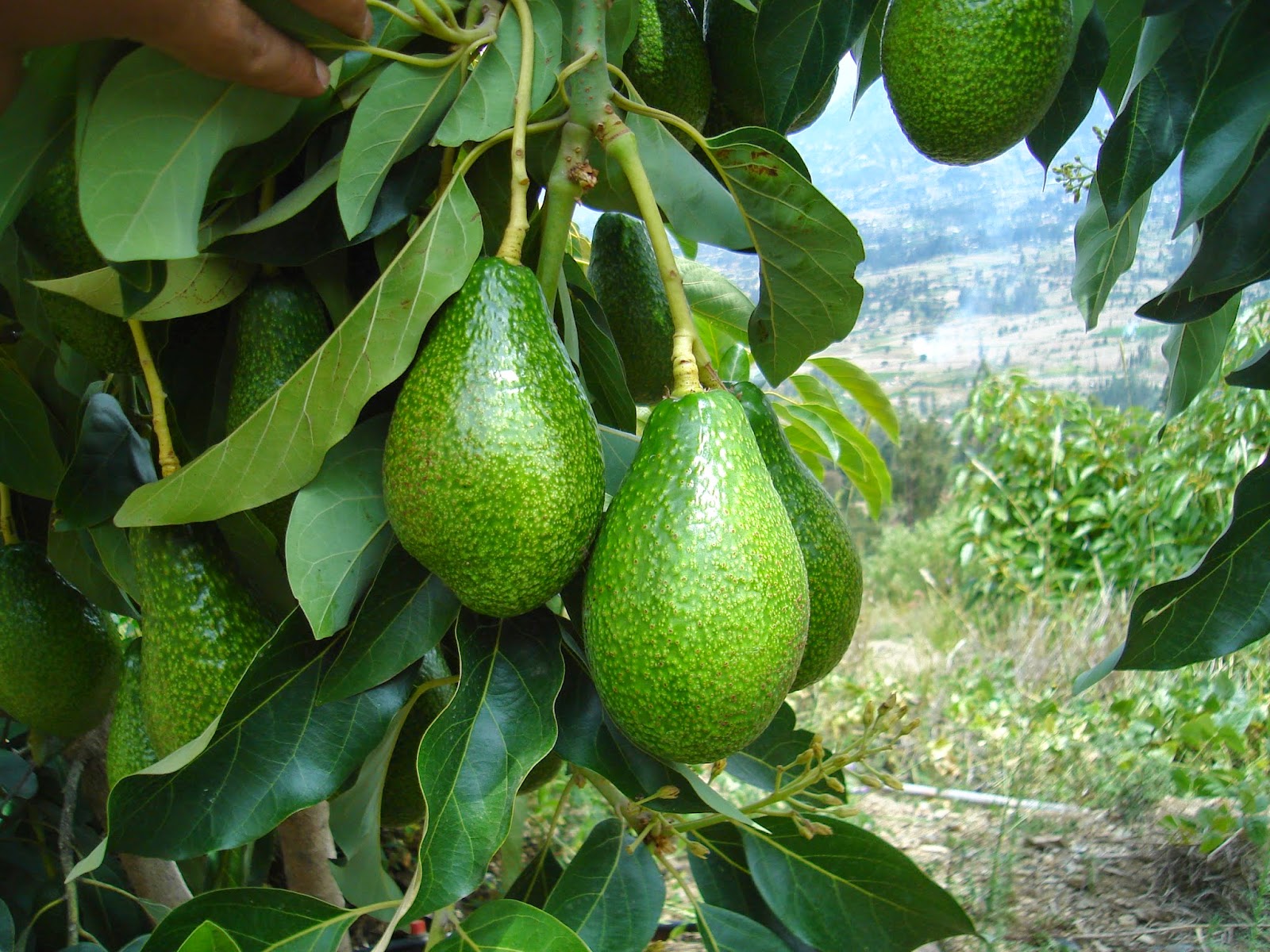 Producción de palta en el 2014 se incrementó en 16% y alcanzó las 336 ...